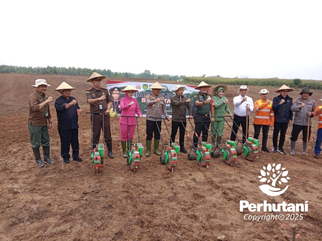 Perhutani Perkuat Ketahanan Pangan, Perhutani Bersama Stakeholder Tanam Jagung Di Indramayu