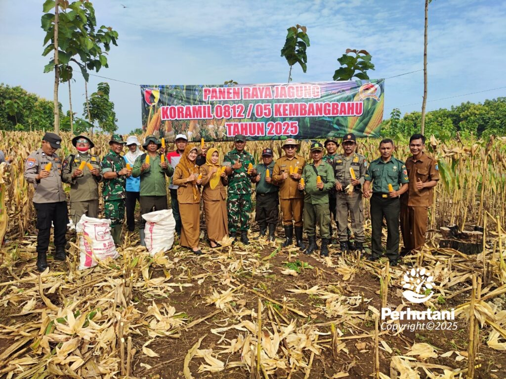 Perhutani Perhutani Mojokerto Gelar Panen Raya Jagung bersama Forkopimcam Kembangbahu