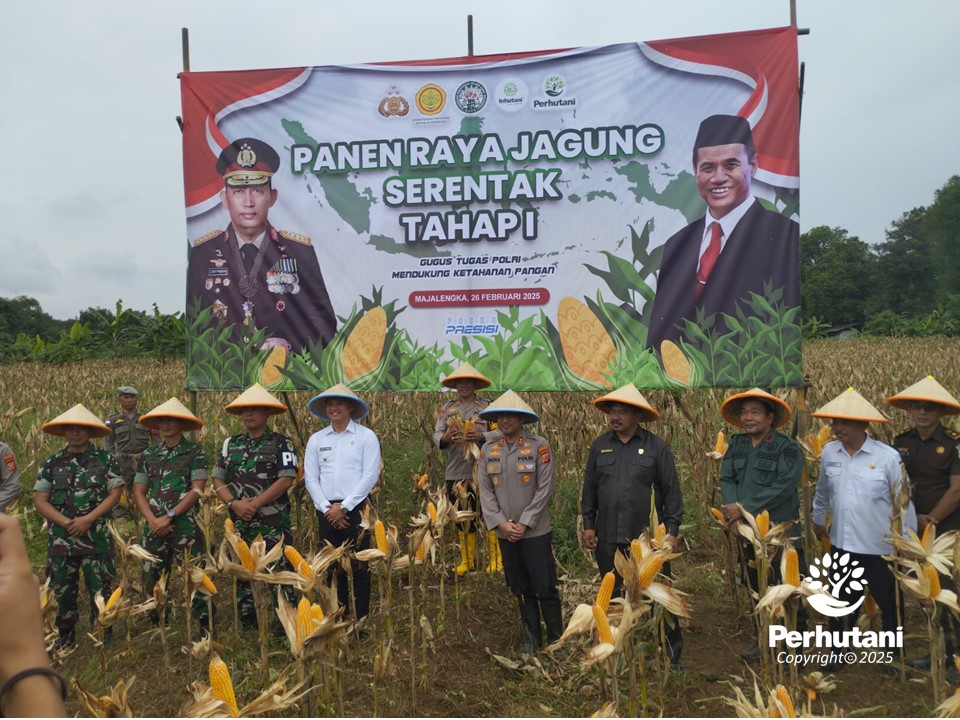 Perhutani Perhutani Dukung Panen Raya Jagung Tahap I di Majalengka