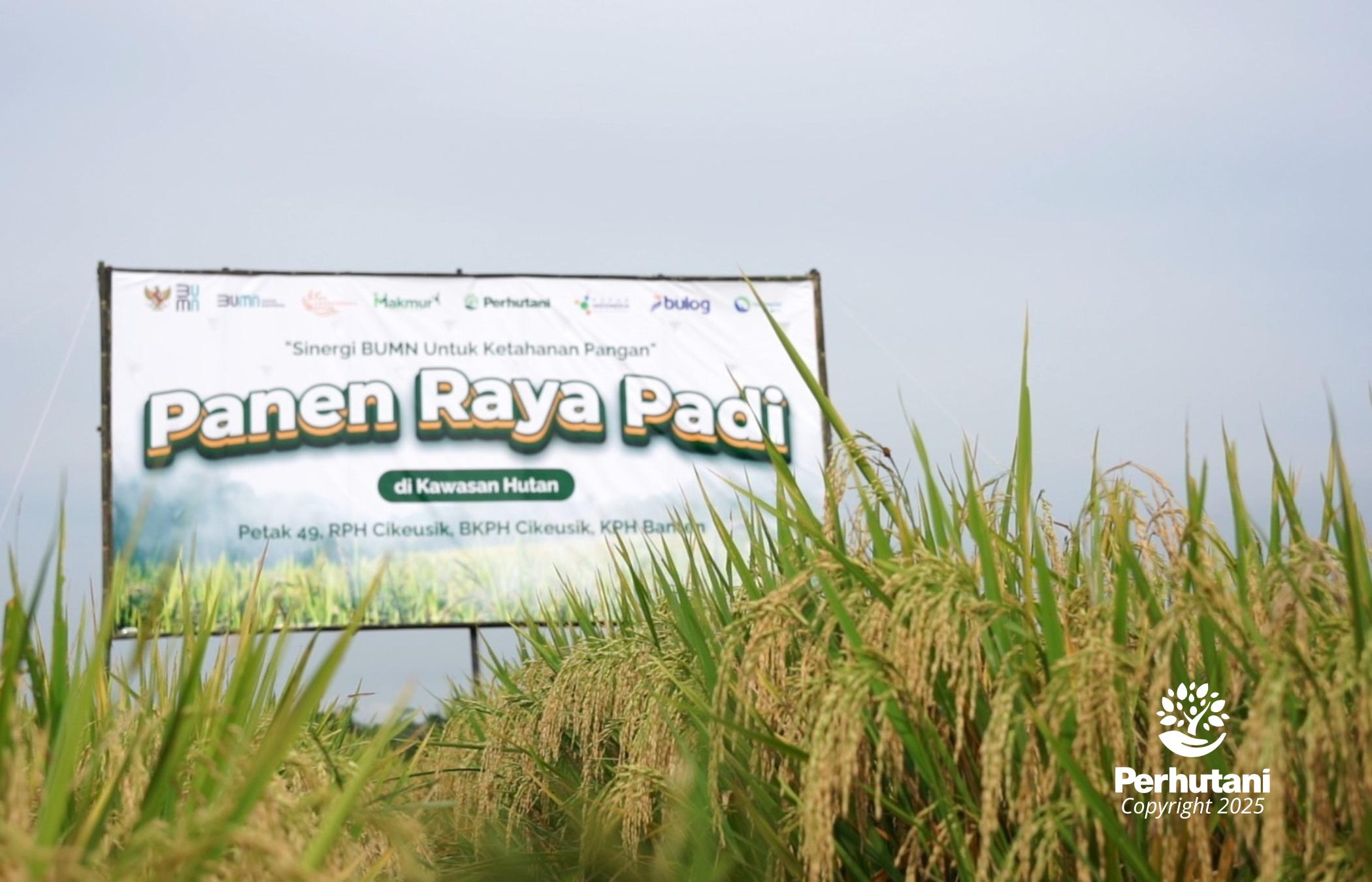 Perhutani Wujudkan Asta Cita Pemerintah, Perhutani dan BUMN PMO Pangan ...