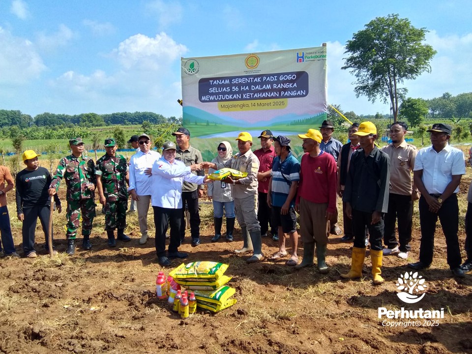 Perhutani Perhutani Majalengka Dukung Swasembada Pangan melalui Program Penanaman Padi Gogo