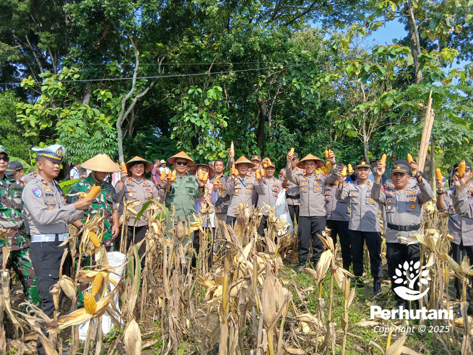 Perhutani Perhutani Bersama Polri dan Pemda Sragen, Panen Raya Jagung di Hutan KPH Telawa