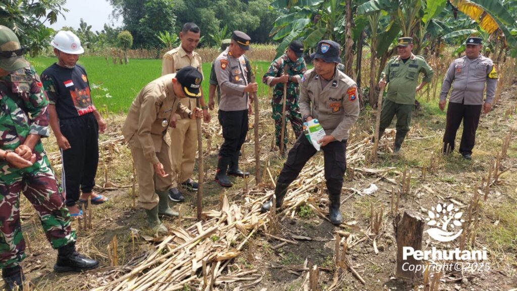 Perhutani Perhutani Mojokerto Bersama Forkopimca Tanam Jagung Dukung Program Ketahanan Pangan