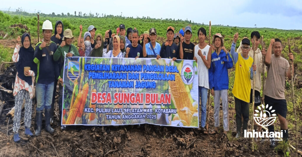 Perhutani Inhutani I Wujudkan Ketahanan Pangan Nasional Melalui Penanaman Jagung di Pulau Laut