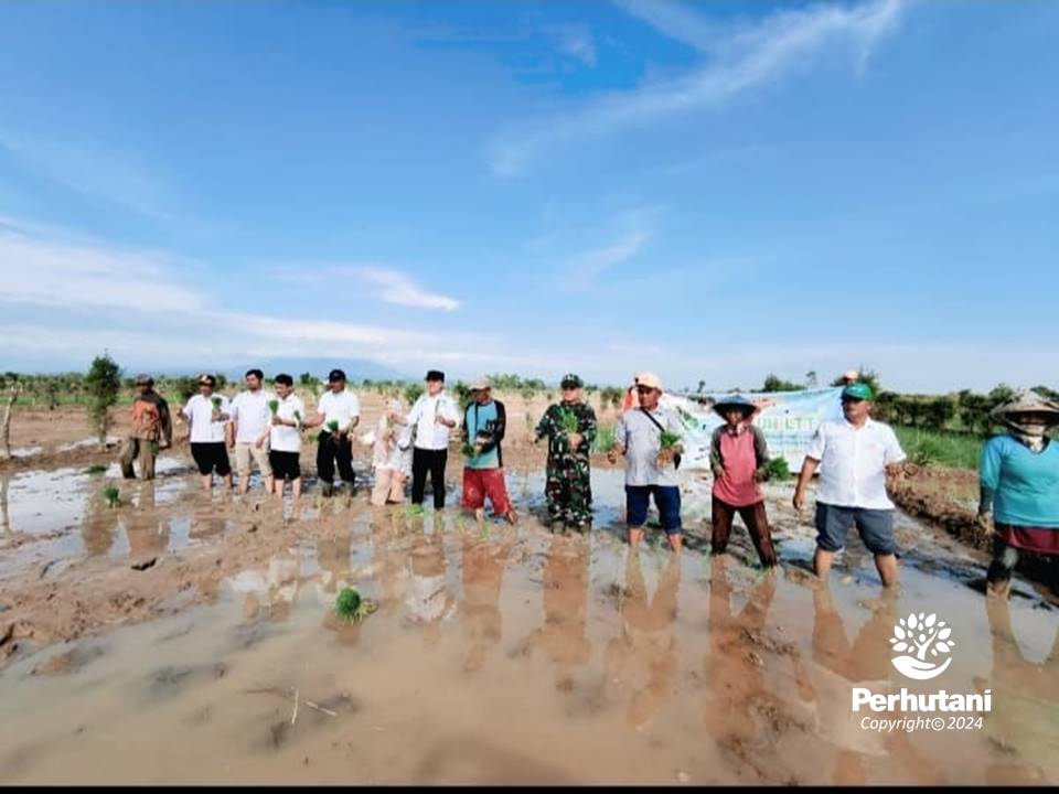 Perhutani Perhutani Majalengka Dukung Program Ketahanan Pangan Lewat Tanam Padi Serentak di ...