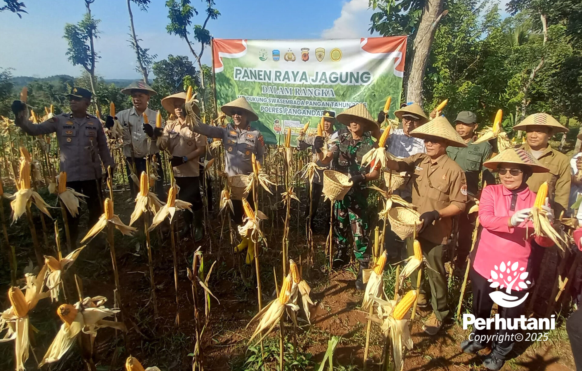 Perhutani Perhutani Ciamis Bersama Polres Pangandaran Gelar Panen Raya Jagung