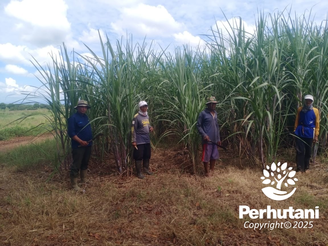Perhutani Perhutani Indramayu Libatkan Masyarakat dalam Pemeliharaan Agroforestri Tebu