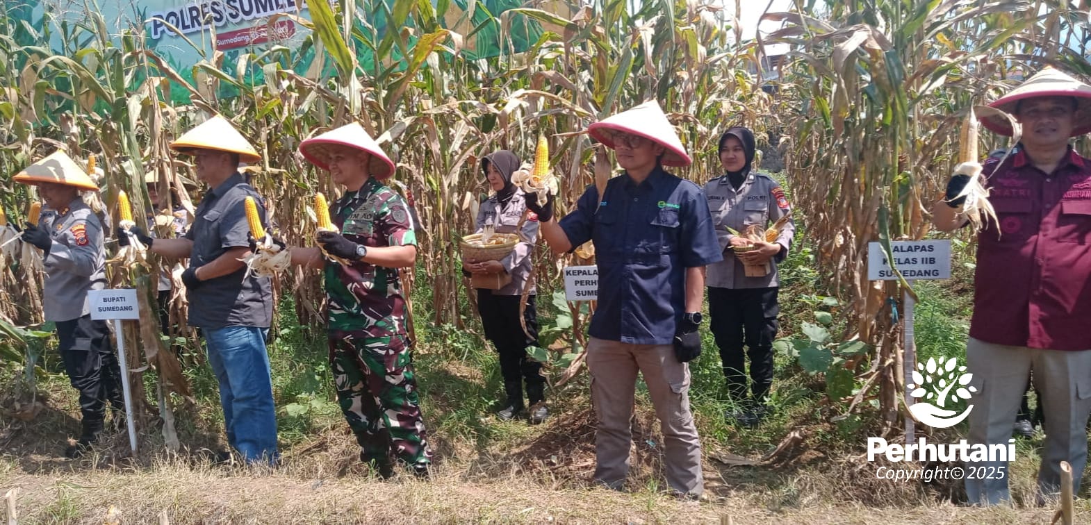 Perhutani Perhutani Sumedang Turut Sukseskan Panen Raya Jagung Kuartal II