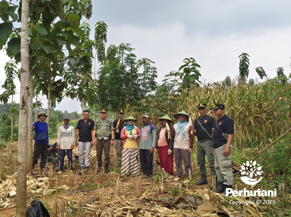 Perhutani Perhutani Bersama Masyarakat Desa Tegaldowo Gelar Panen Raya Jagung di Hutan RPH ...