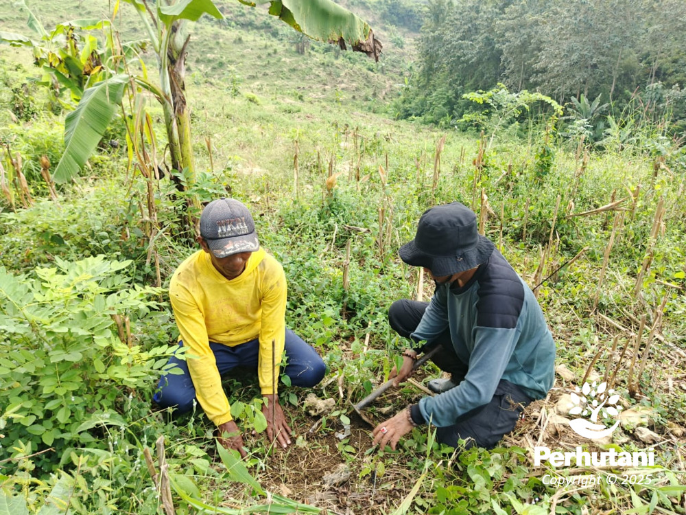Perhutani Perhutani Libatkan Masyarakat Desa Pasedan dalam Kegiatan Penyulaman Tanaman Sonokeling