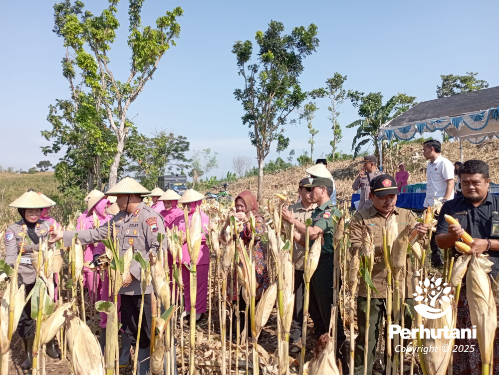 Perhutani Perhutani bersama Polres Rembang Gelar Panen Raya Jagung Dukung Ketahanan Pangan ...