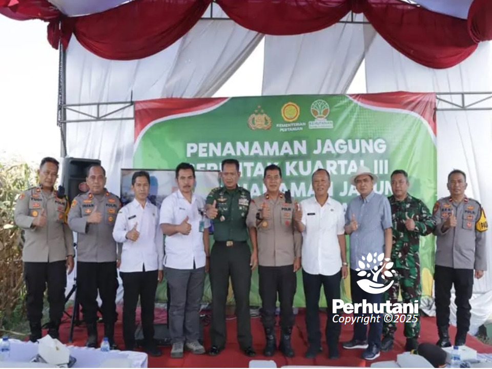 Perhutani Perhutani Kediri Dukung Penanaman Jagung Kuartal III untuk Ketahanan Pangan Nasional ...