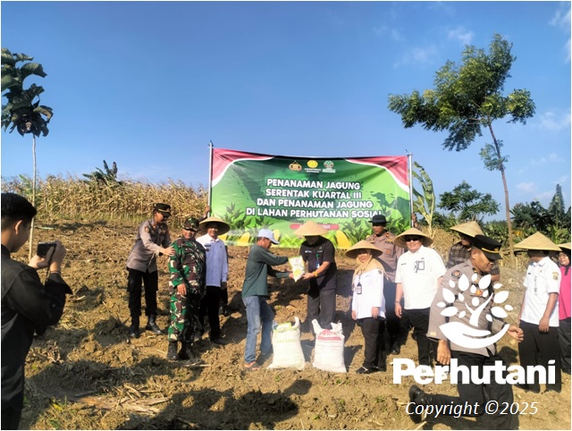 Perhutani Perhutani Lakukan Penanaman Jagung Bersama untuk Dukung Ketahanan Pangan di Pekalongan