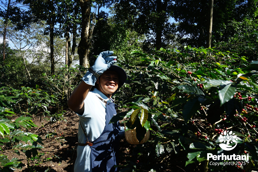 Perhutani Perhutani Hadiri Panen Bersama dan Launching Ekspor Perdana ...