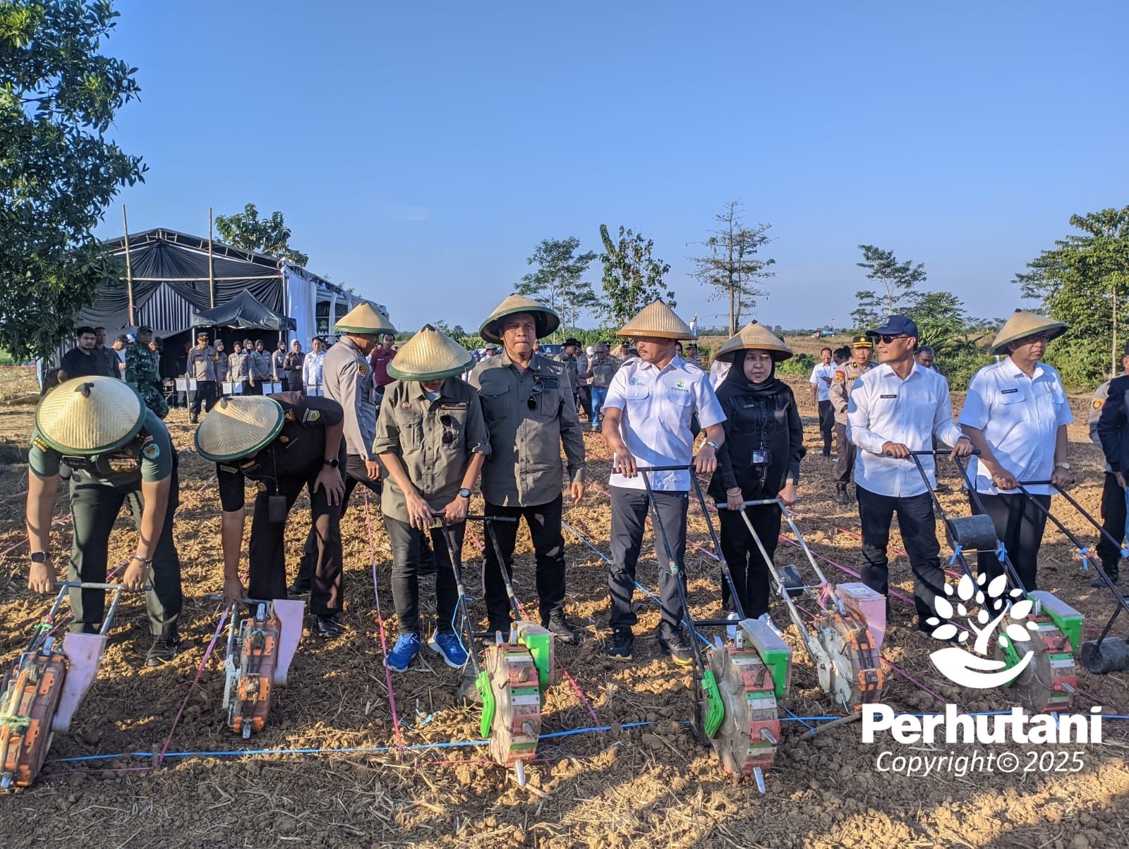 Perhutani Dukung Ketahanan Pangan, Perhutani Bersama Polri Tanam Jagung Di Indramayu