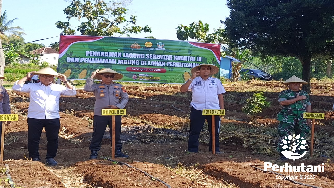 Perhutani Perhutani Kuningan Dukung Penanaman Jagung Serentak Kuartal III