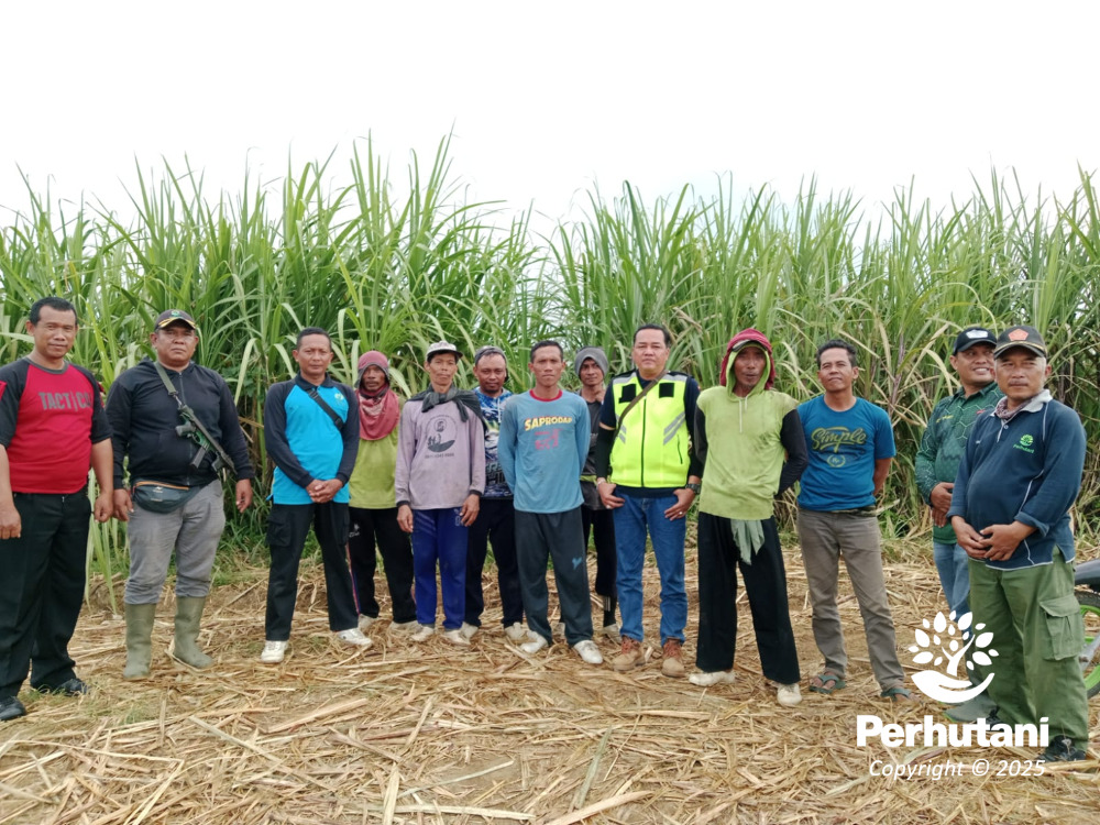 Perhutani Perhutani Gelar Panen Tebu dan Patroli Hutan Bersama MDH Sumber Rejeki