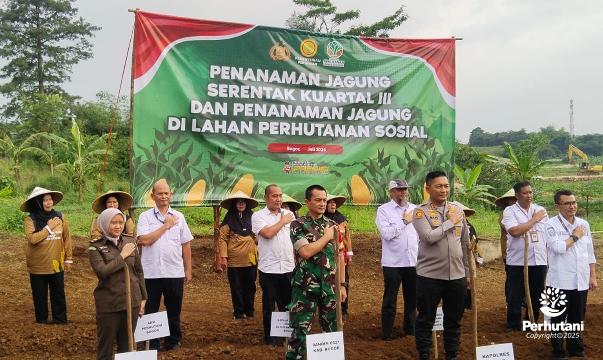 Perhutani Perhutani Bogor Dukung Ketahanan Pangan Lewat Penanaman Jagung Serentak