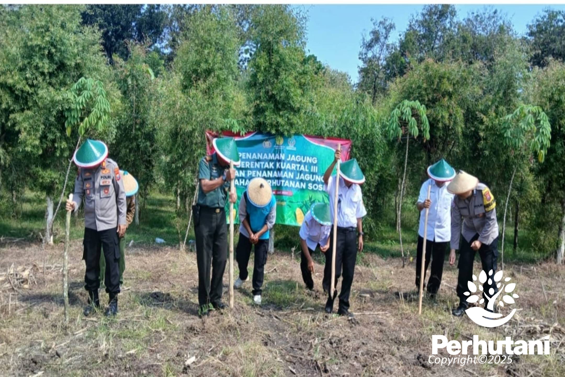 Perhutani Perhutani Saradan Dukung Penanaman Jagung Kuartal III oleh Polres Ngawi untuk ...