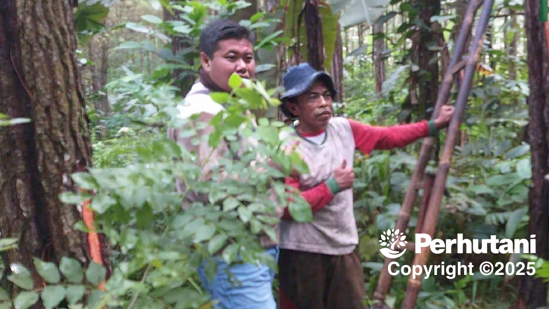 Perhutani Perhutani Banyuwangi Barat Kawal Produksi Getah Pinus RPH ...