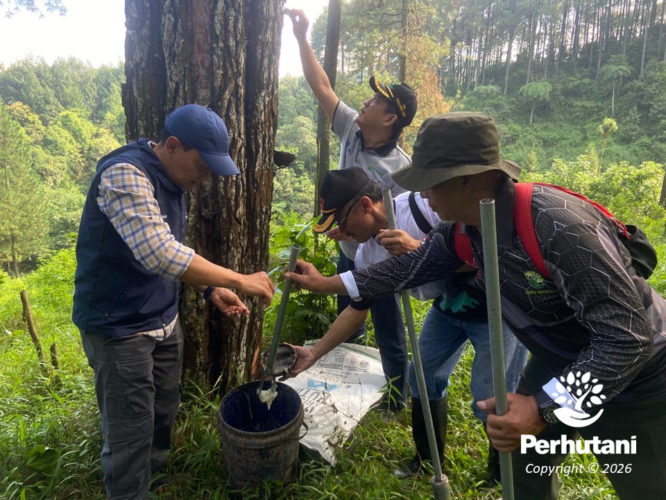 Perhutani Kadivre Perhutani Jateng Hadiri Kerok Massal Getah Pinus di ...